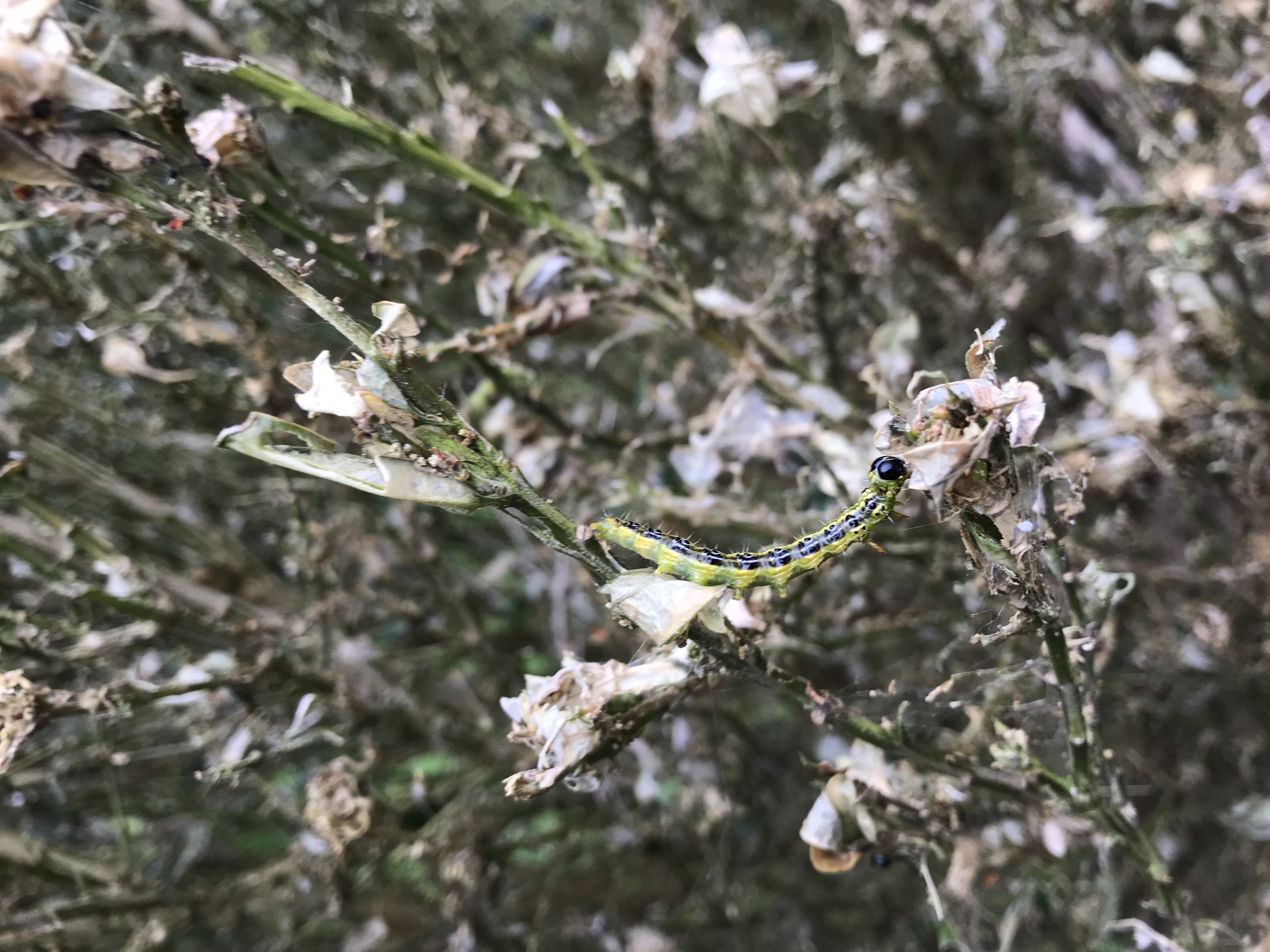 HTA | Caterpillars