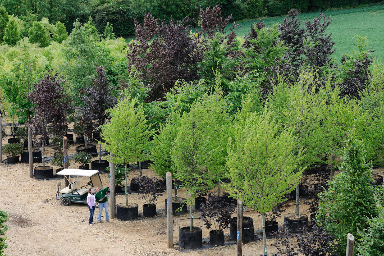 HTA | Tree and Hedging Group Committee
